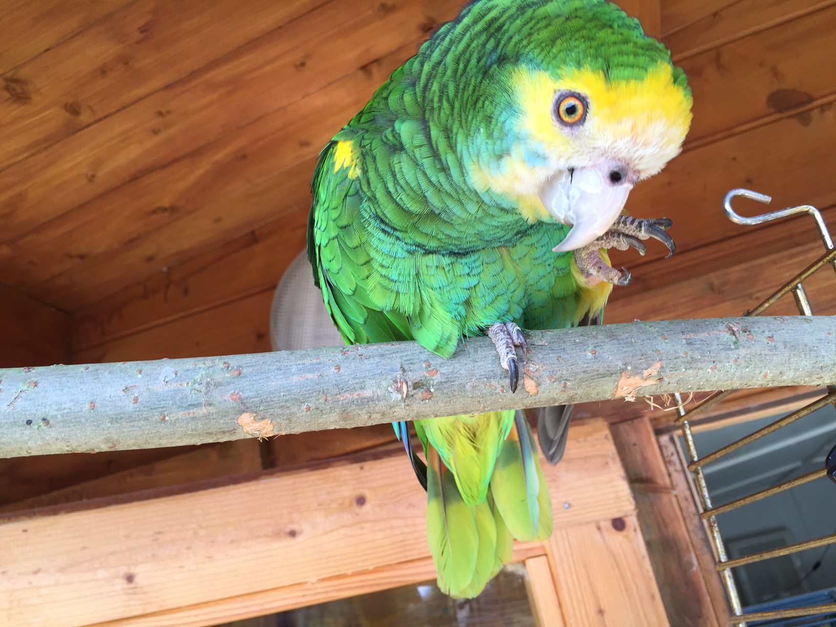 Summer Fun with Birds in Birdland – Cotswolds Concierge
