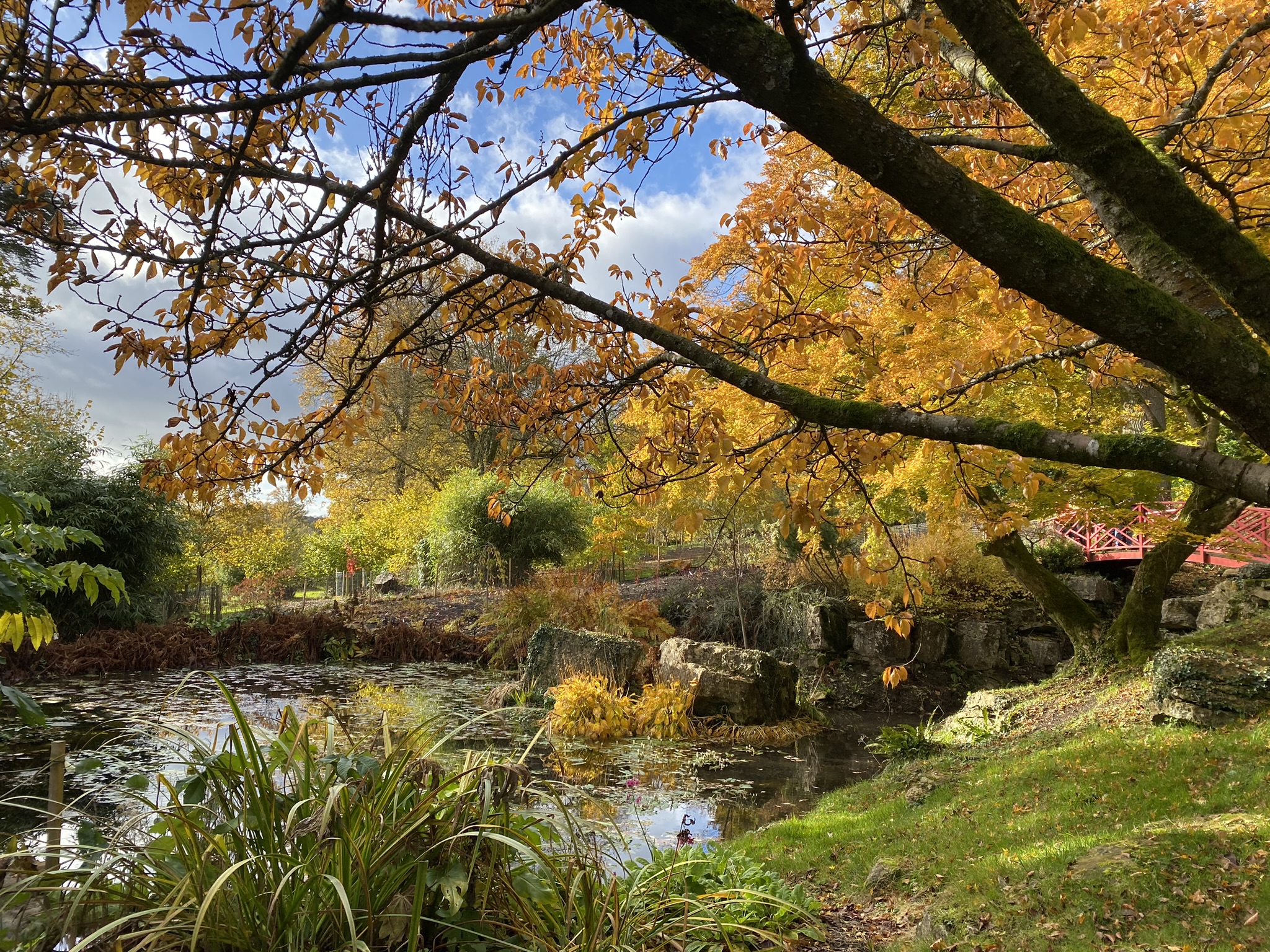 Batsford Arboretum ∙ An Autumn Symphony - Cotswolds Concierge