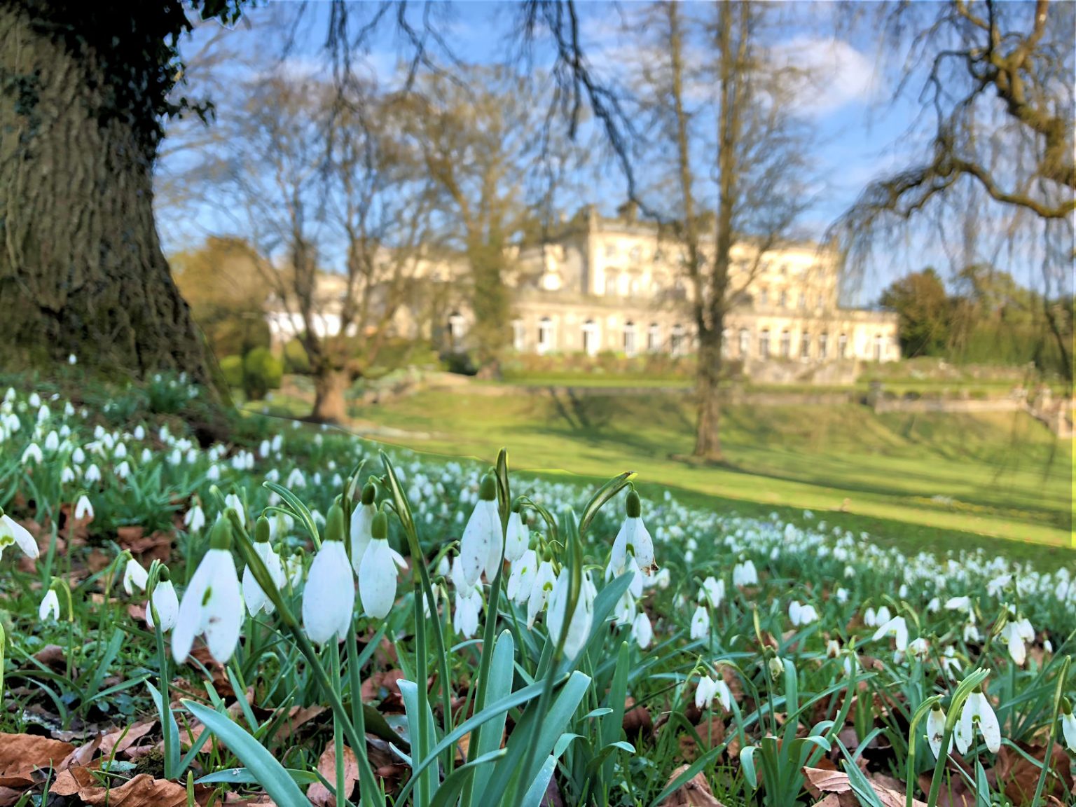 The prettiest snowdrop displays in the Cotswolds – Cotswolds Concierge